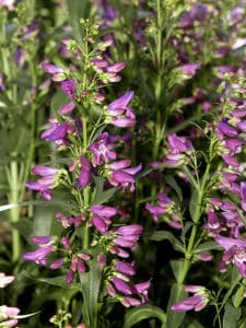 5 Favorite Colorado Native Perennials | Lifescape Colorado