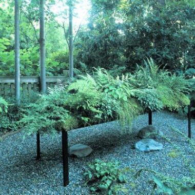 5 Low-Water Ferns for Colorado Landscapes | Lifescape Colorado