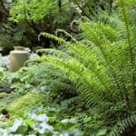 5 Low-Water Ferns for Colorado Landscapes | Lifescape Colorado