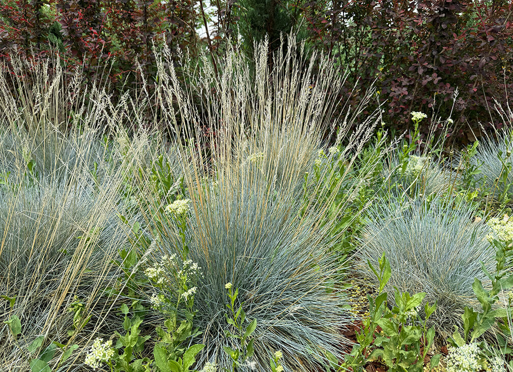 Designing with Ornamental Grasses | Lifescape Colorado