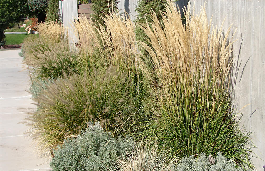 Designing with Ornamental Grasses | Lifescape Colorado