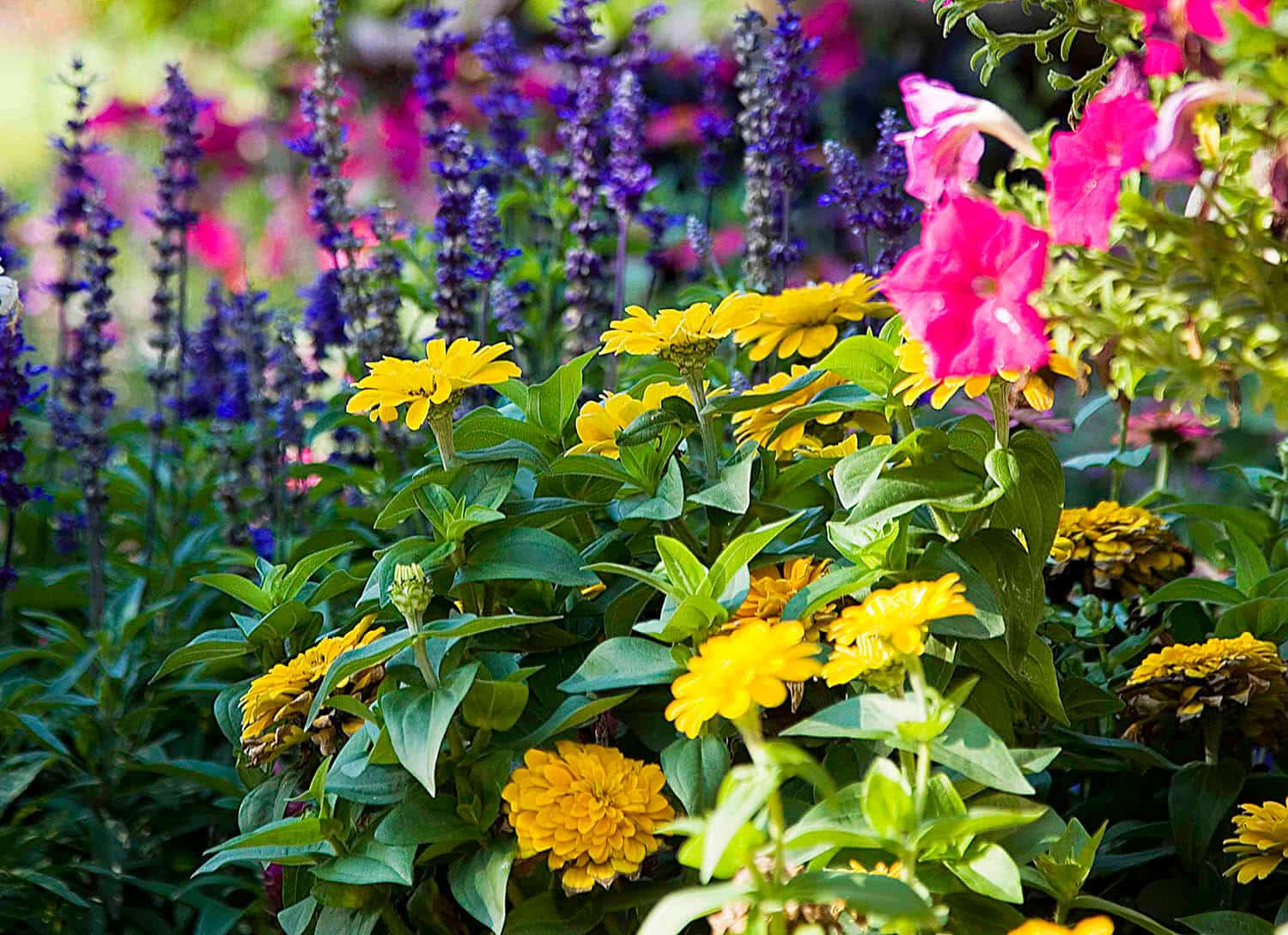 Time to incorporate Seasonal Color into your Landscape
