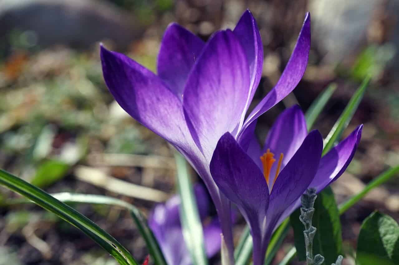 It’s time to plant tulips, daffodils and other bulbs for spring color