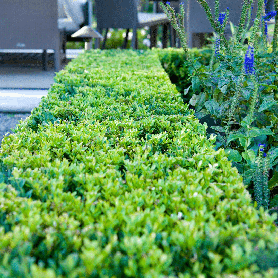 Bring Your Landscape Back To Life | Lifescape Colorado