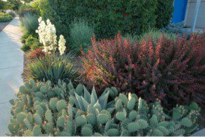 5 Secrets to the Perfect Xeric Garden | Lifescape Colorado